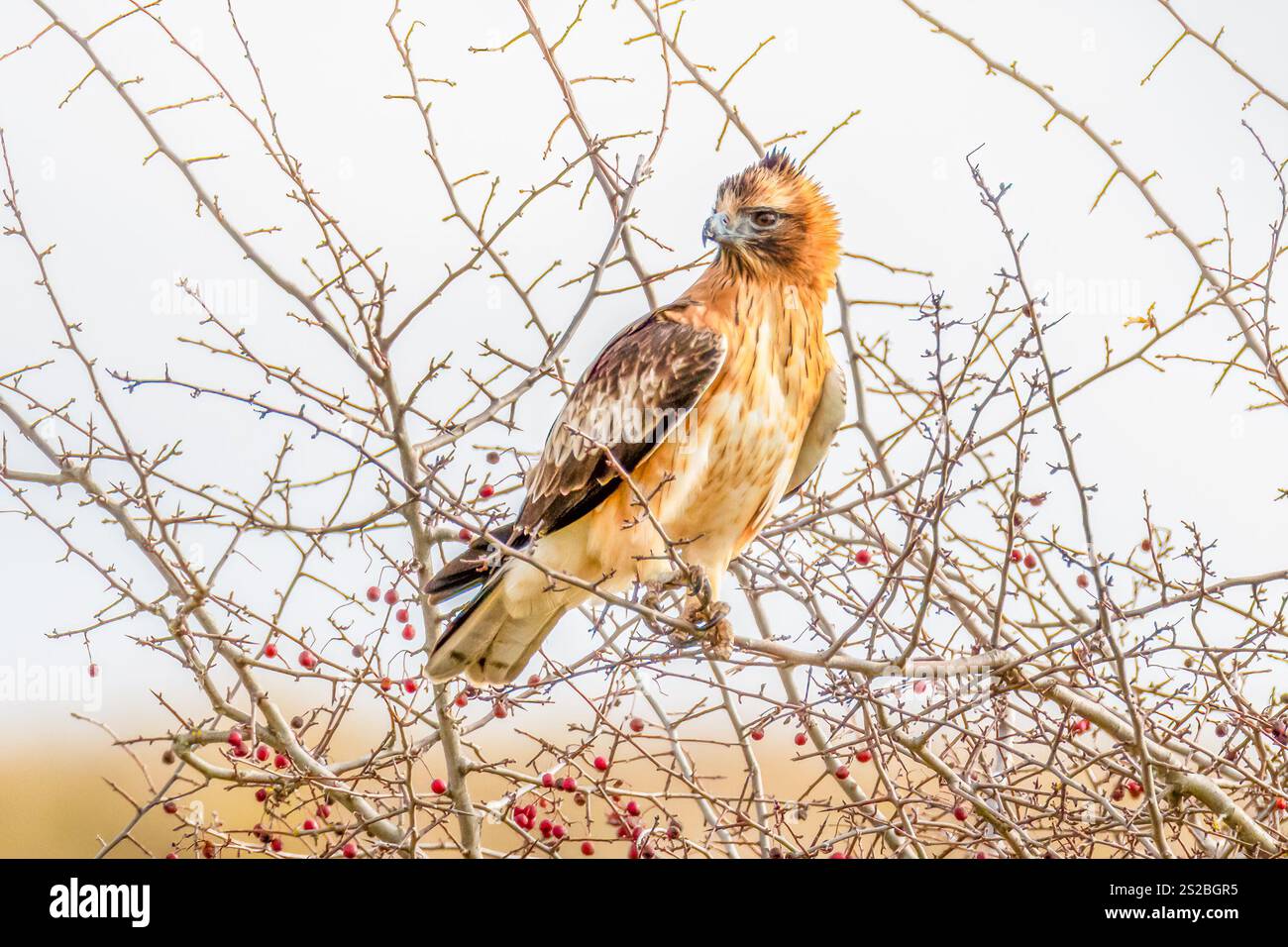 The little eagle (Hieraaetus morphnoides) is a small, powerful eagle ...