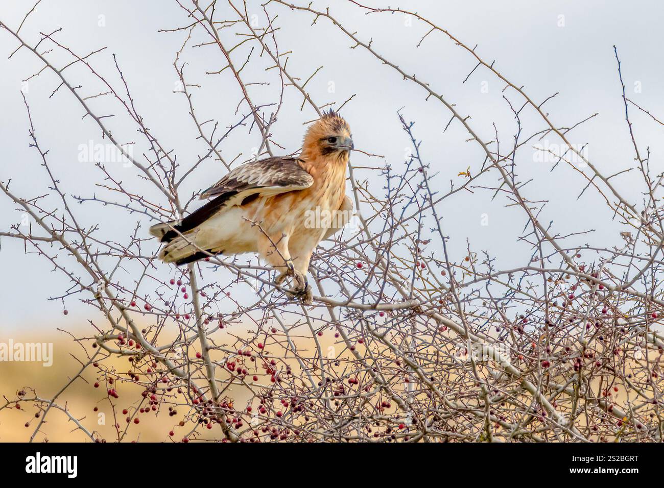 The little eagle (Hieraaetus morphnoides) is a small, powerful eagle ...