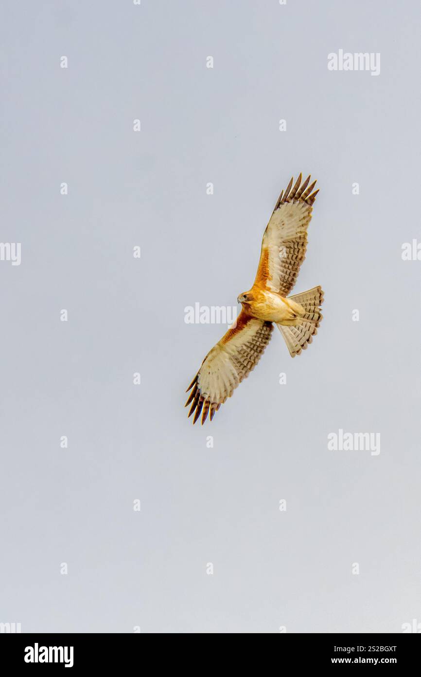 The little eagle (Hieraaetus morphnoides) is a small, powerful eagle ...