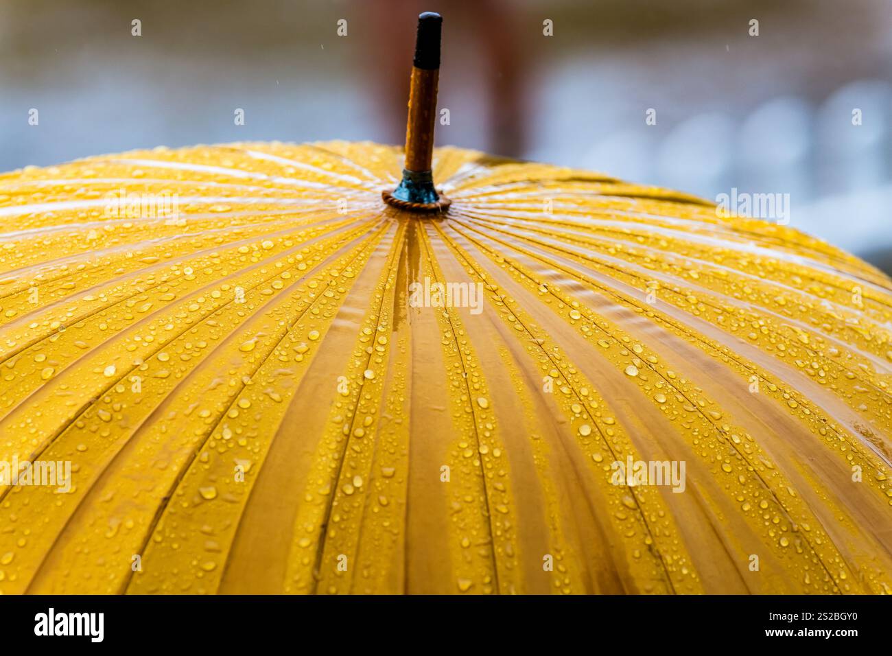 A rainy day under the yellow umbrella at Weldon Oval, Curl Curl, NSW ...