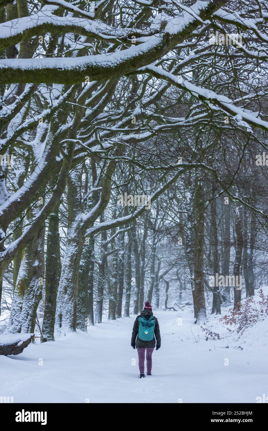 A walk through skipton woods hi-res stock photography and images - Alamy