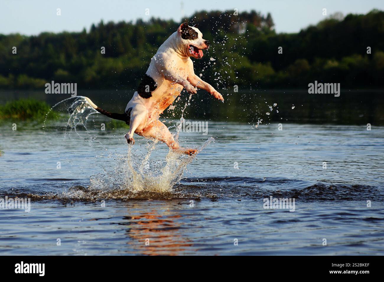 Jumping staffy hi-res stock photography and images - Alamy