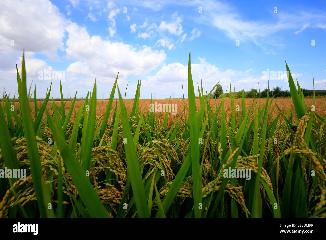 The autumn rice fields Stock Photo - Alamy