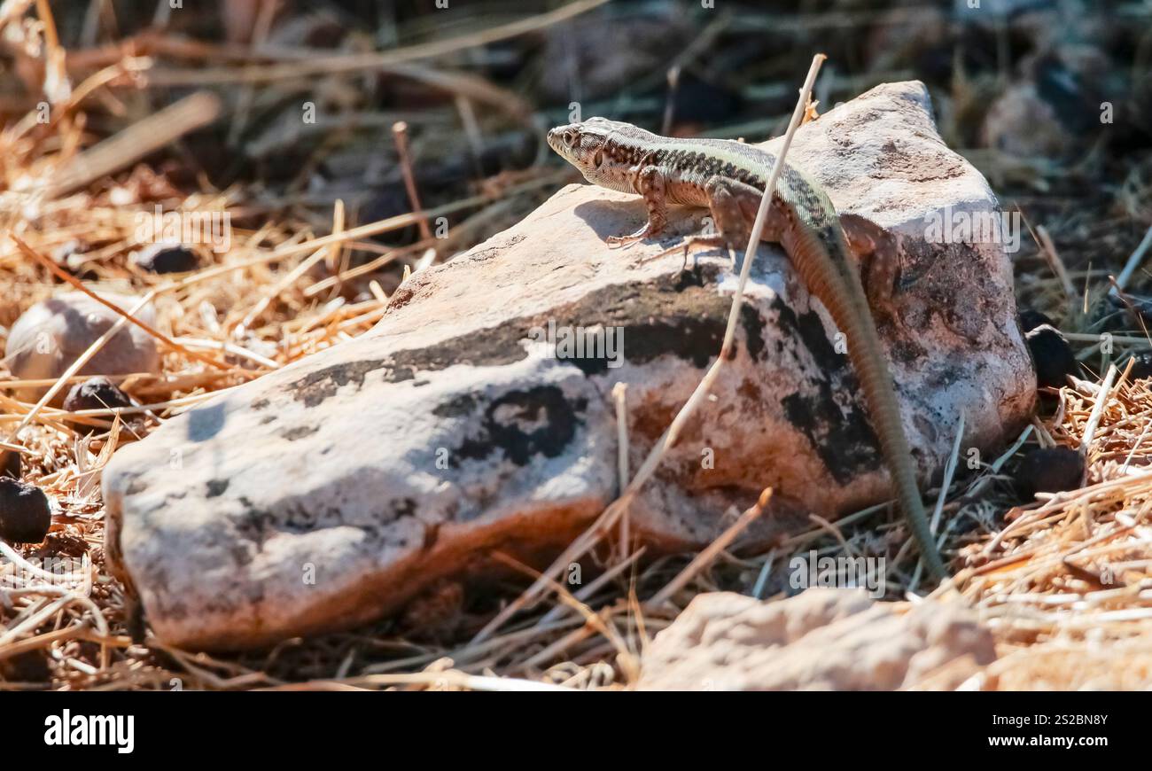 Anatolia lizard (Apathya cappadosica) Iran, Iraq, Syria, and is a ...