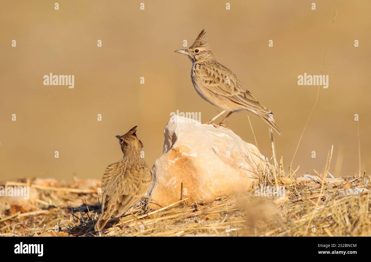Crested Lark (Galerida cristata) is a common songbird in Turkey Stock ...