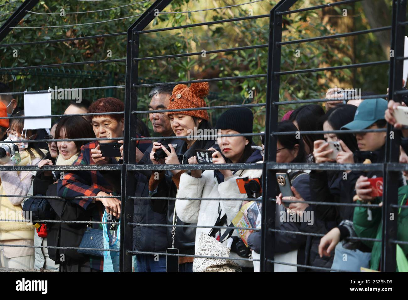Brown bear Jun Jun celebrates its one year birthday at Shanghai Zoo ...