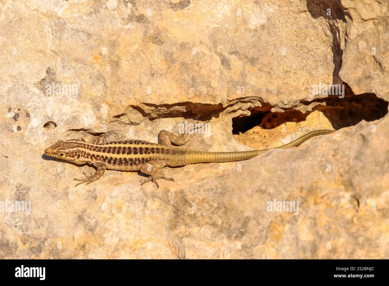Anatolia lizard (Apathya cappadosica) Iran, Iraq, Syria, and is a ...