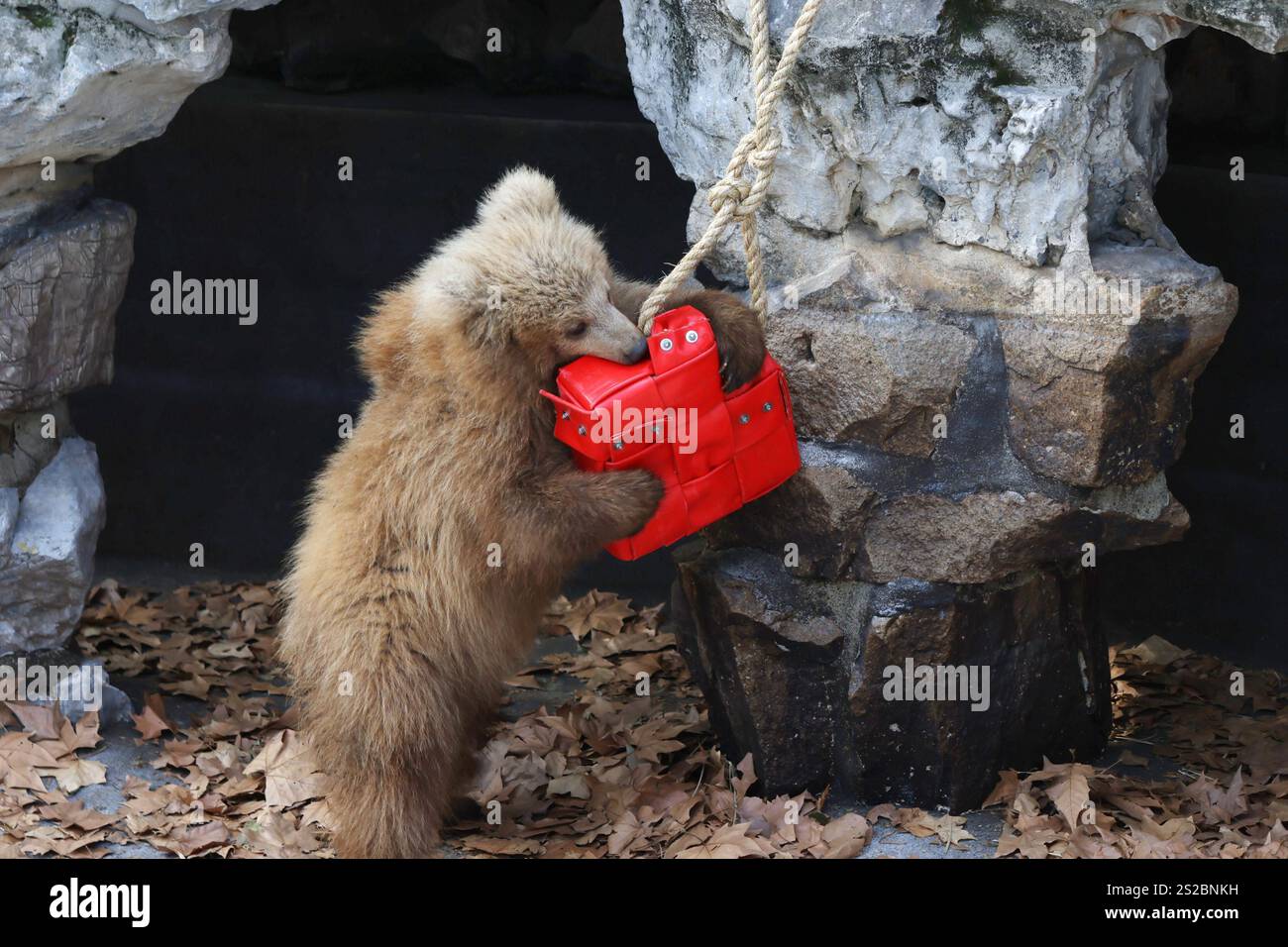 Brown bear Jun Jun celebrates its one year birthday at Shanghai Zoo ...