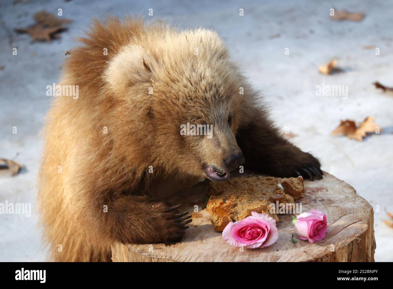 Brown bear Jun Jun celebrates its one year birthday at Shanghai Zoo ...