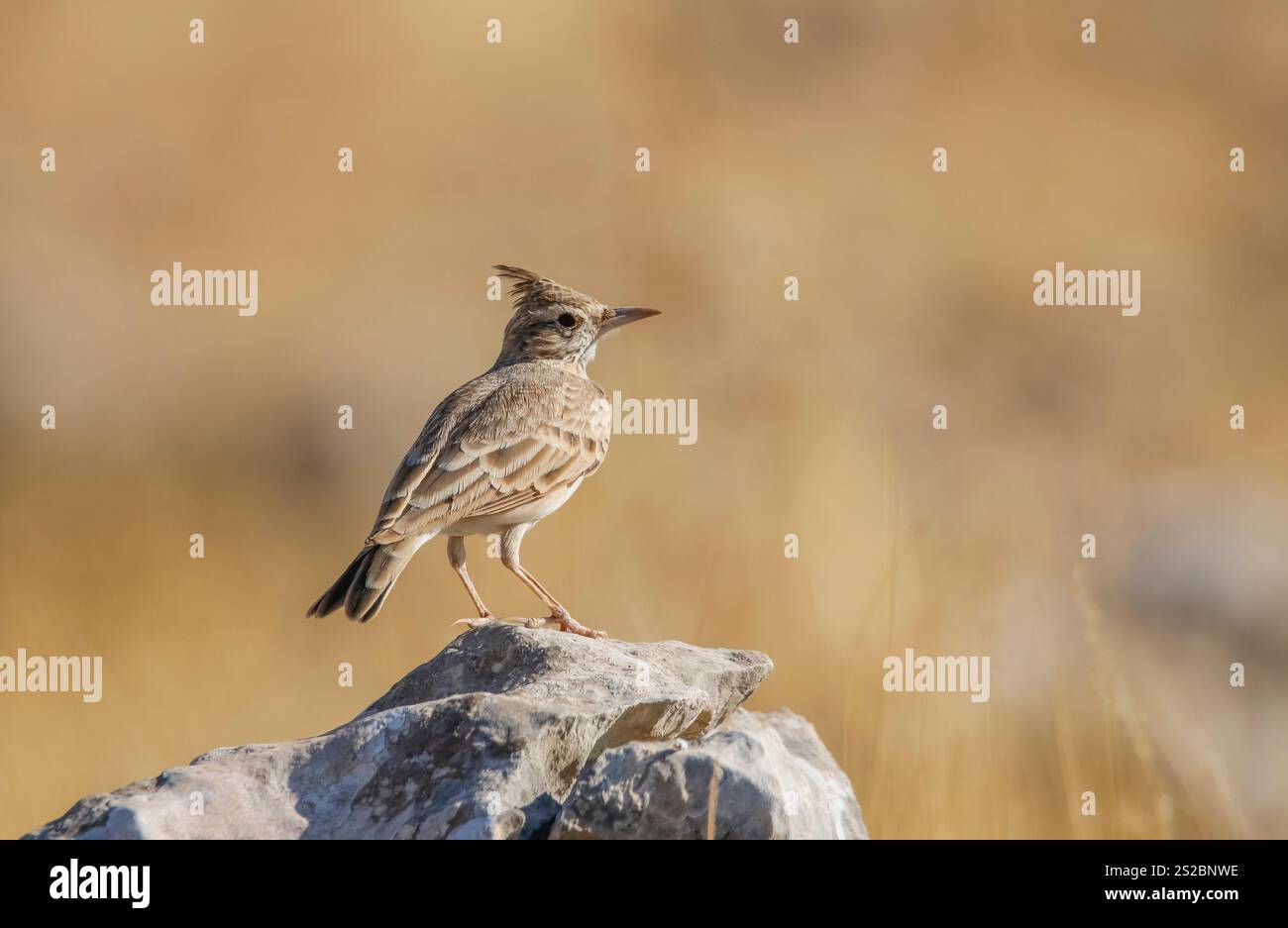 Crested Lark (Galerida cristata) is a common songbird in Turkey Stock Photo - Alamy