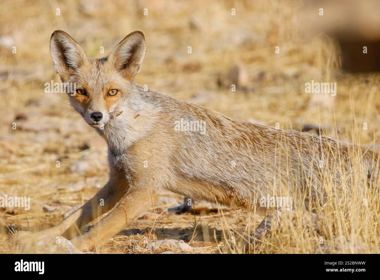 Red Fox (Vulpes vulpes) is a wild animal that lives in suitable ...