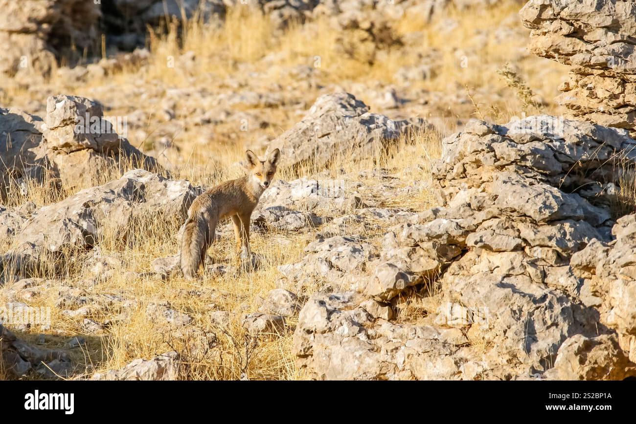 Red Fox (Vulpes vulpes) is a wild animal that lives in suitable ...
