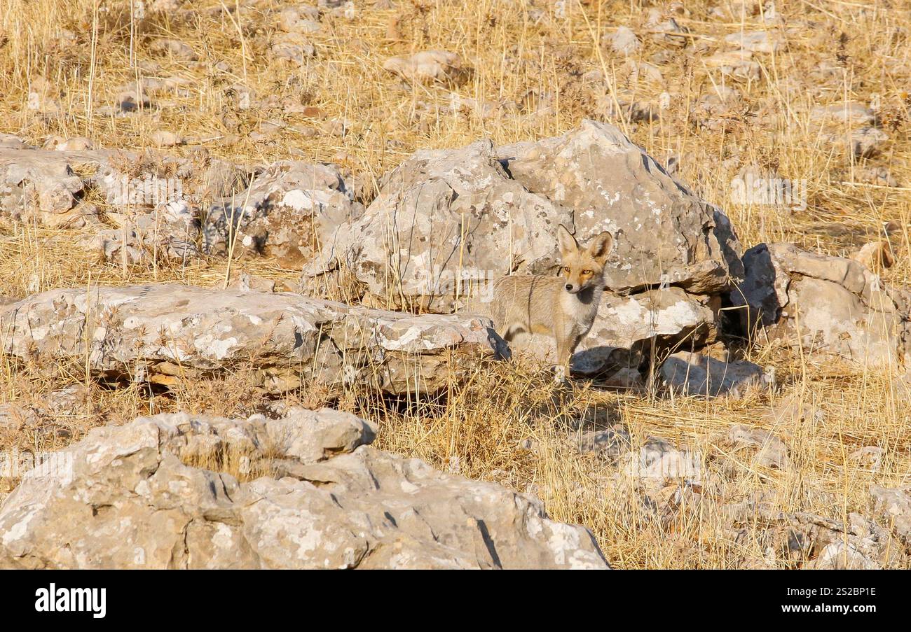 Red Fox (Vulpes vulpes) is a wild animal that lives in suitable ...