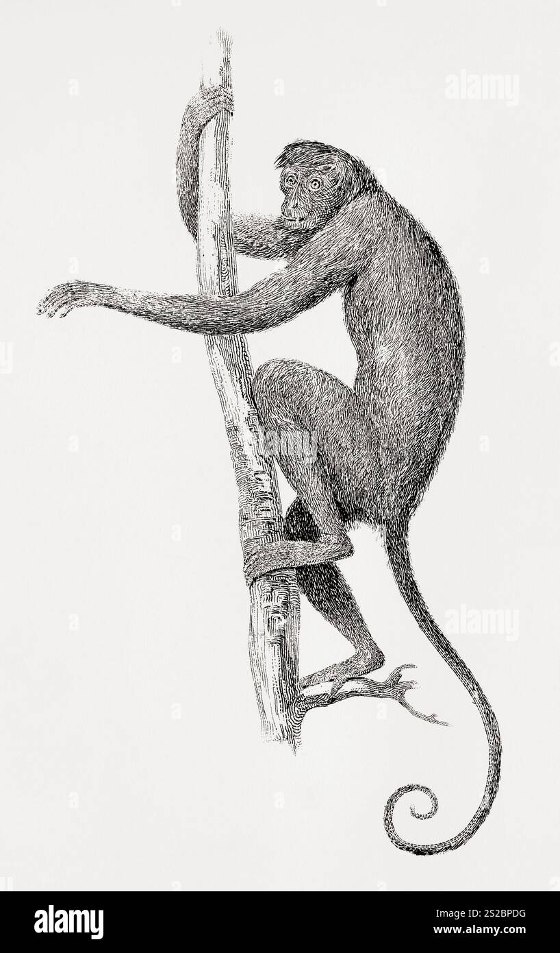 Red-faced spider monkey (Ateles paniscus), aka Guiana spider monkey or ...
