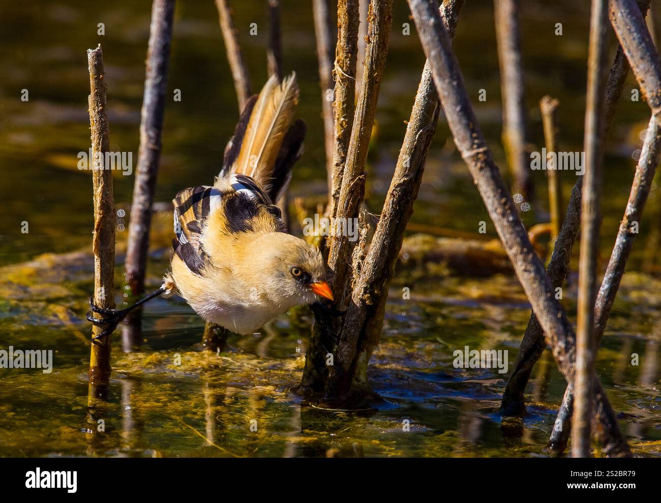 Bearded Reedling (Panurus biarmicus). Their length is 14-15.5 cm and ...