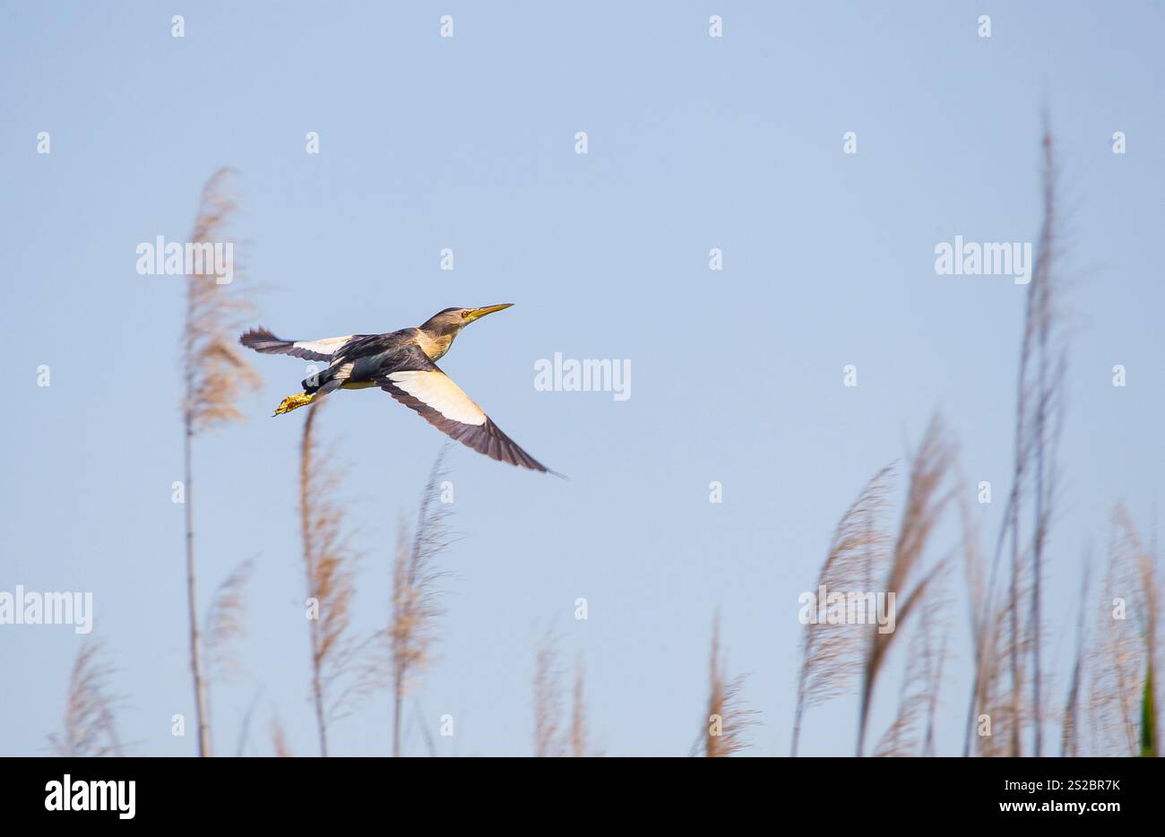 Little Bittern (Ixobrychus minutus) usually lives in wetlands. Frog ...