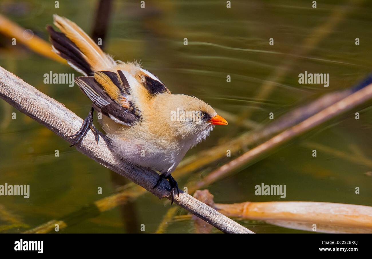 Bearded Reedling (Panurus biarmicus). Their length is 14-15.5 cm and ...