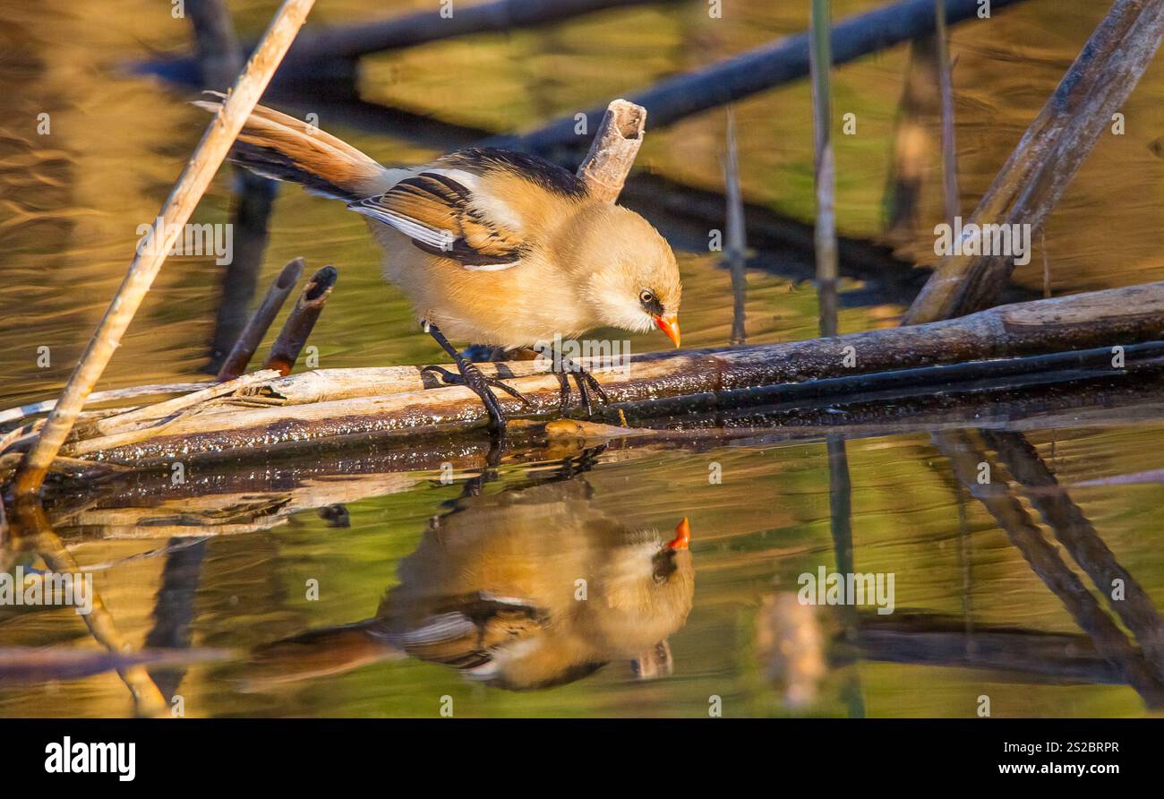 Bearded Reedling (Panurus biarmicus). Their length is 14-15.5 cm and ...