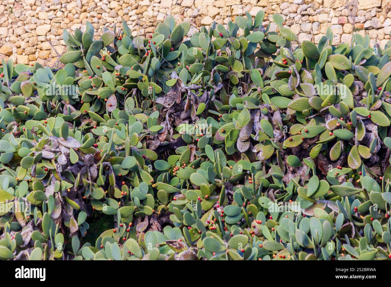 A vivid cactus garden featuring small red fruits, placed against an old ...