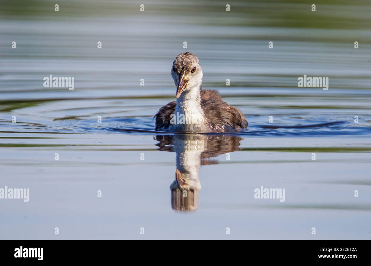 Tigris river bird hi-res stock photography and images - Alamy