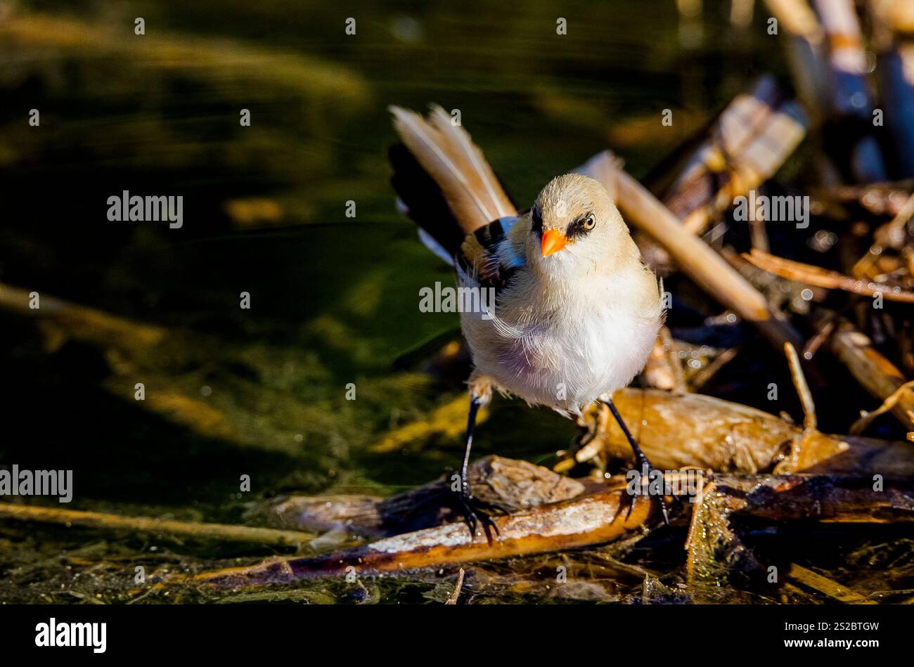 Bearded Reedling (Panurus biarmicus). Their length is 14-15.5 cm and ...