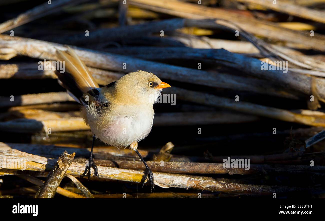 Bearded Reedling (Panurus biarmicus). Their length is 14-15.5 cm and ...
