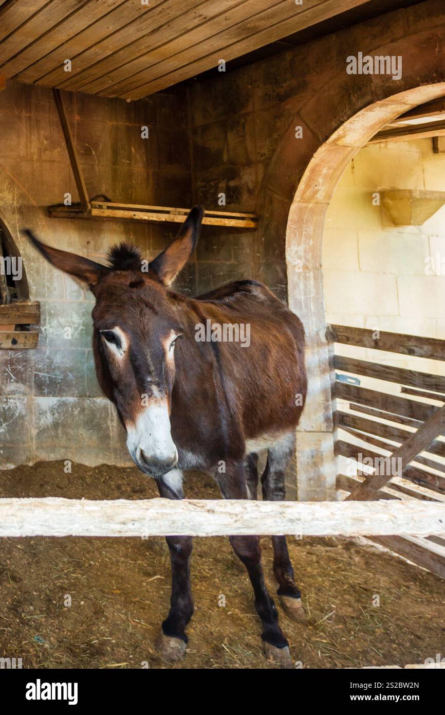 Malta people donkey hi-res stock photography and images - Alamy