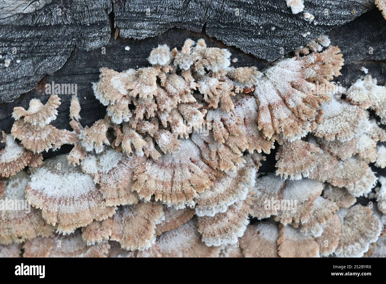 Fungus gills hi-res stock photography and images - Alamy