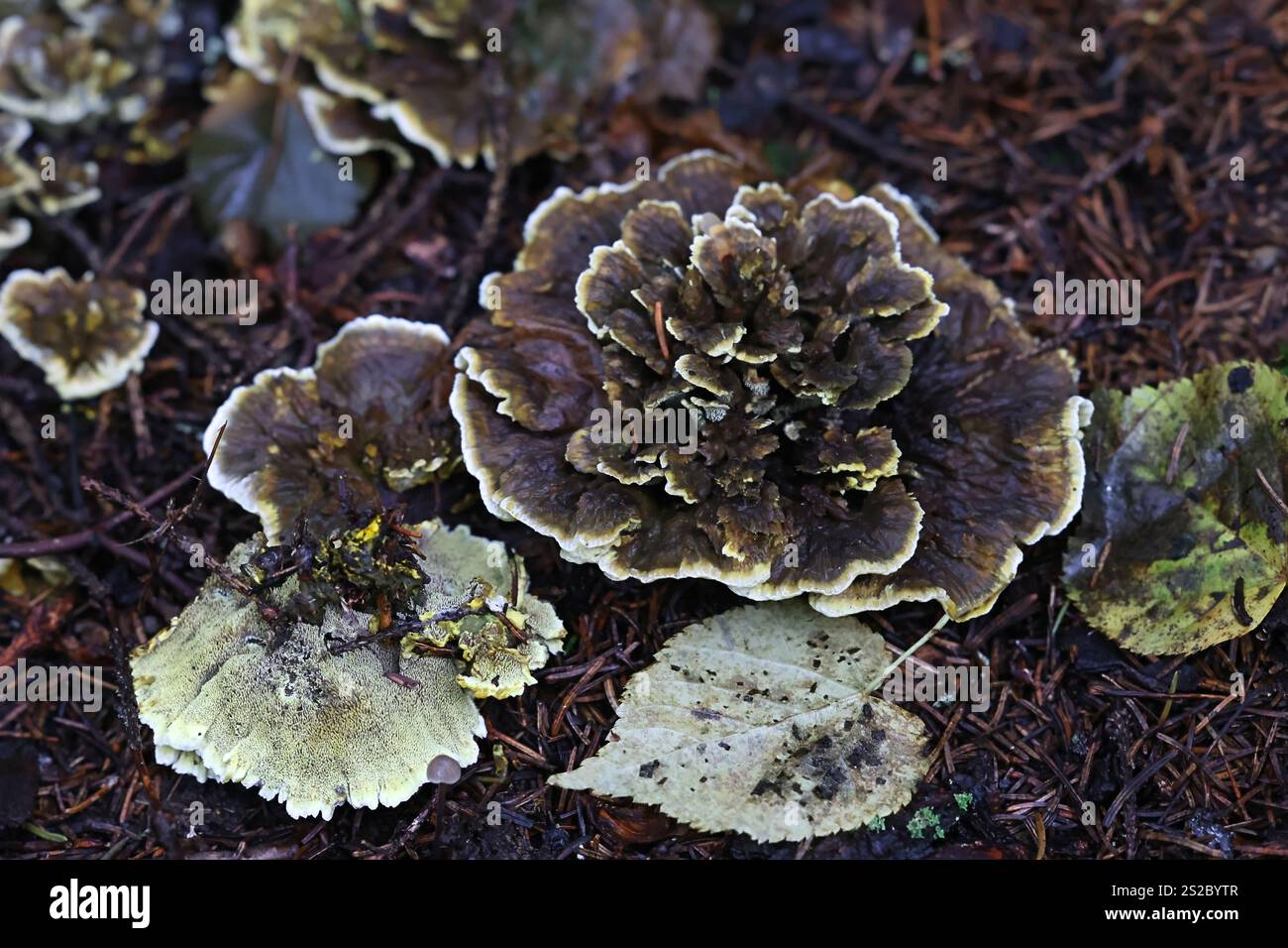 Hydnellum geogenium, hypnoid tooth fungus from Finland, no common ...