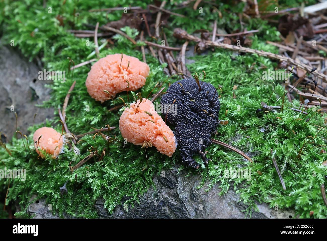 Tubifera ferruginosa, commonly known as raspberry slime mold Stock ...