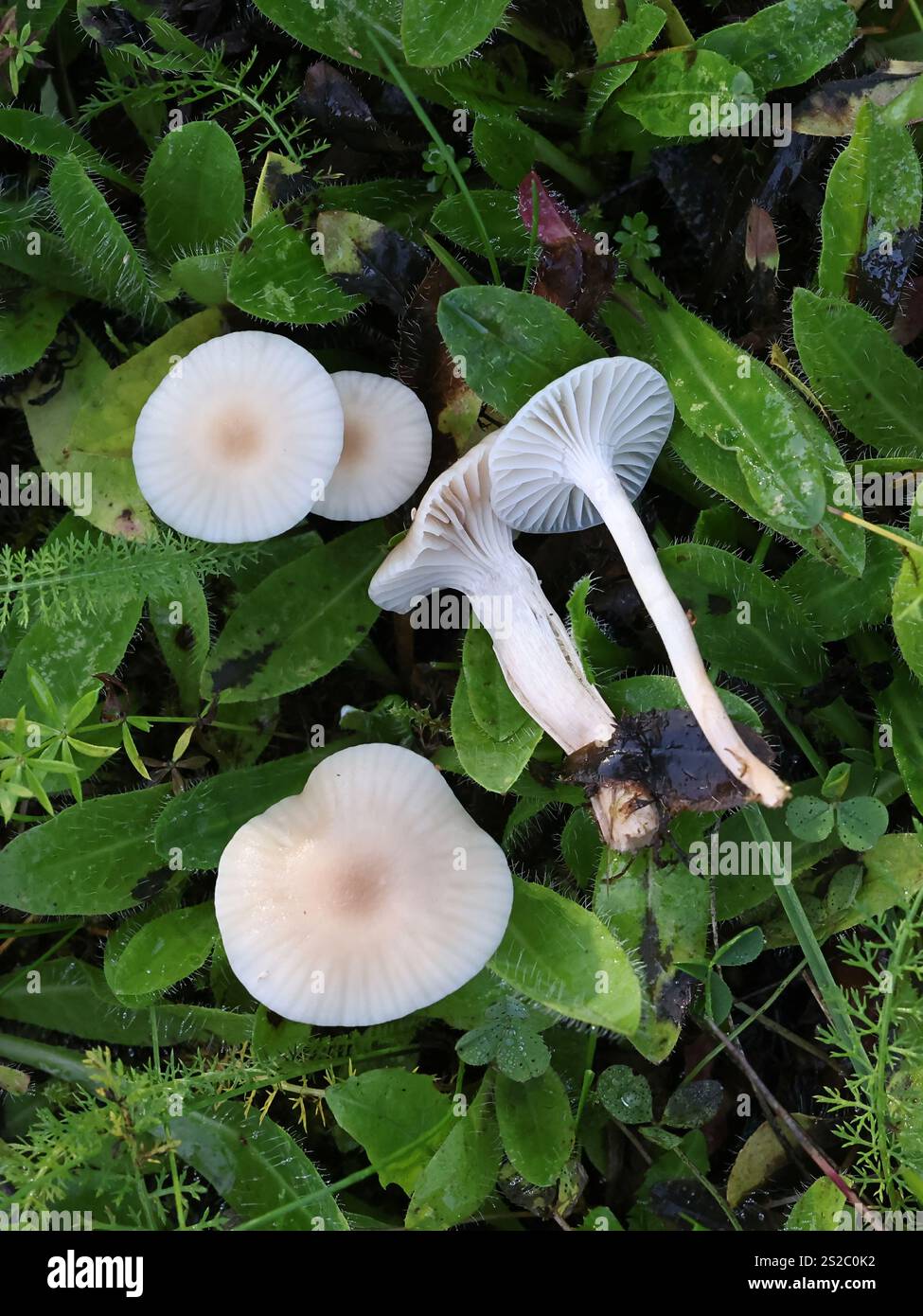 Cuphophyllus virgineus, commonly known as snowy waxcap, wild mushroom ...