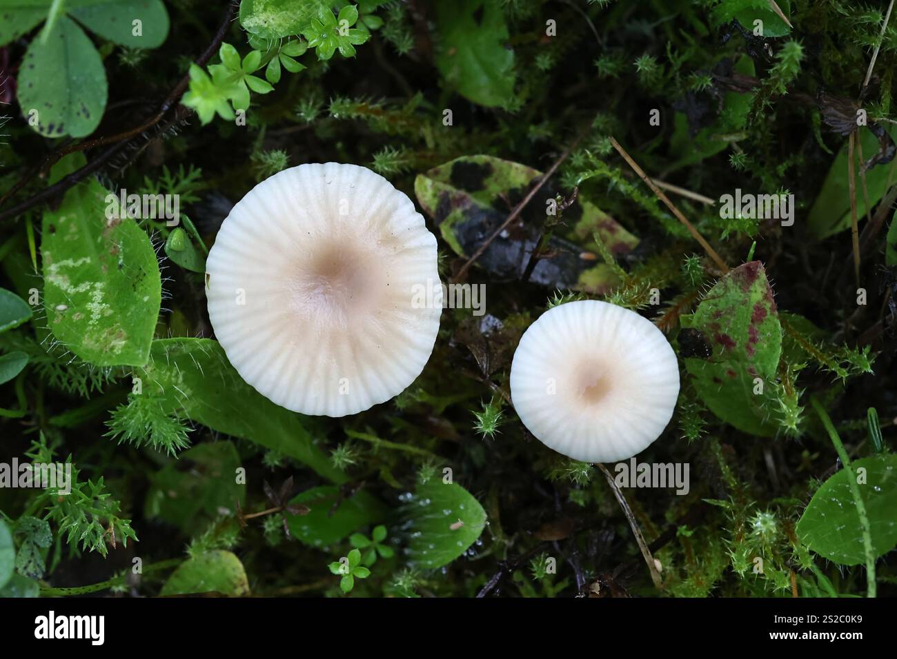 Cuphophyllus virgineus, commonly known as snowy waxcap, wild mushroom ...