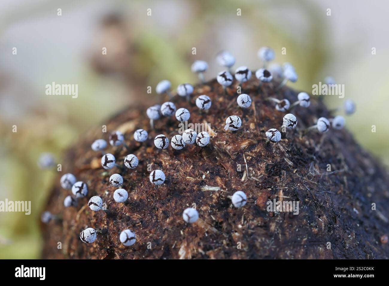 Slime mold, Physarum leucophaeum, growing on moose droppings in Finland ...