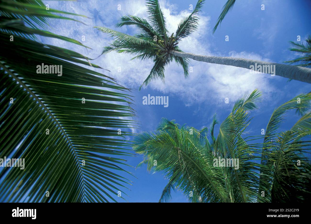 Palmtrees on a beach with Landscape naer Ayer Hangat Village in the ...