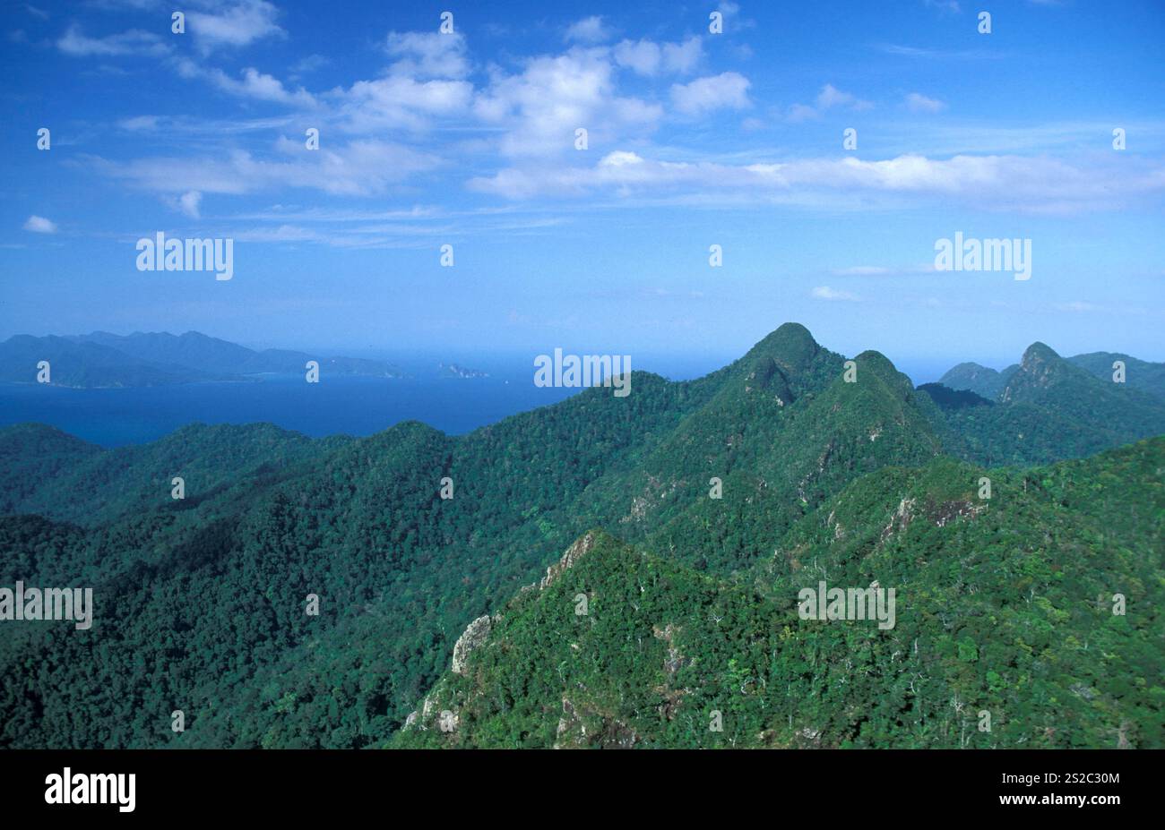 the rainforest and jungle Landscape at the Mountain area of Gunung ...