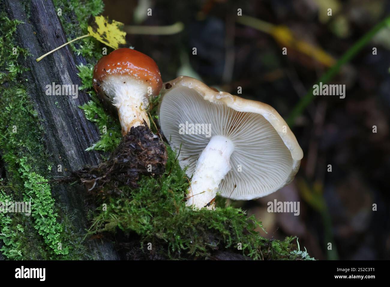 Pholiota lubrica, a scalycap mushroom from Finland, no common English ...