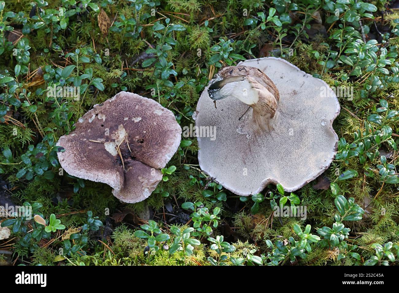 Sarcodon scabrosus, also called Hydnellum scabrosum, commonly known as ...