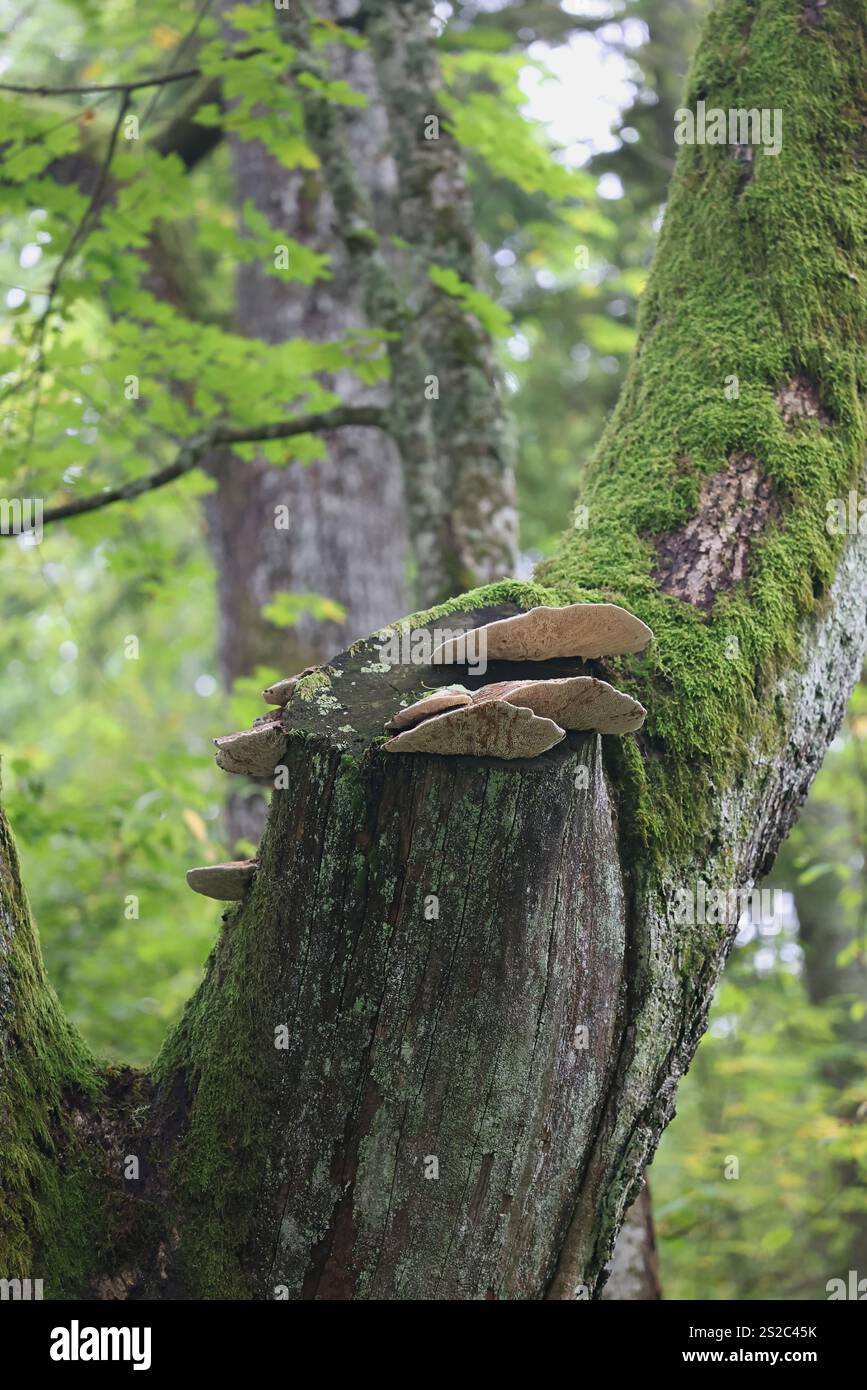 Daedalea quercina, commonly known as oak mazegill or maze-gill fungus ...