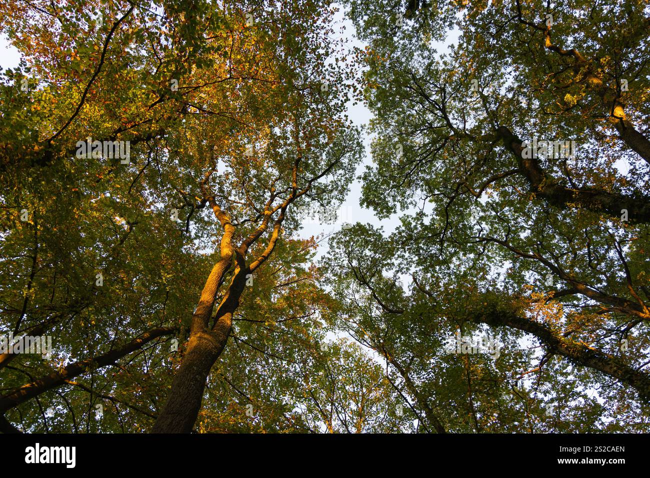 tree crowns in autumn on a photo of blue sky view from below Stock ...