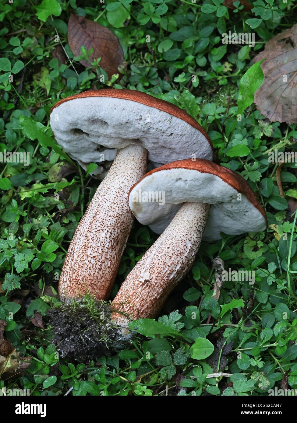 Leccinum populinum, commonly known as red aspen bolete or red-capped ...
