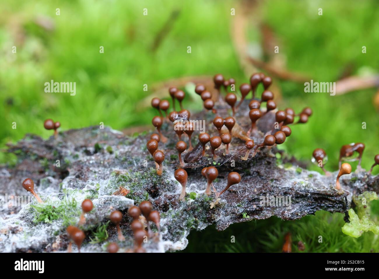 Hemitrichia decipiens, also known as Trichia decipiens, slime mold from ...