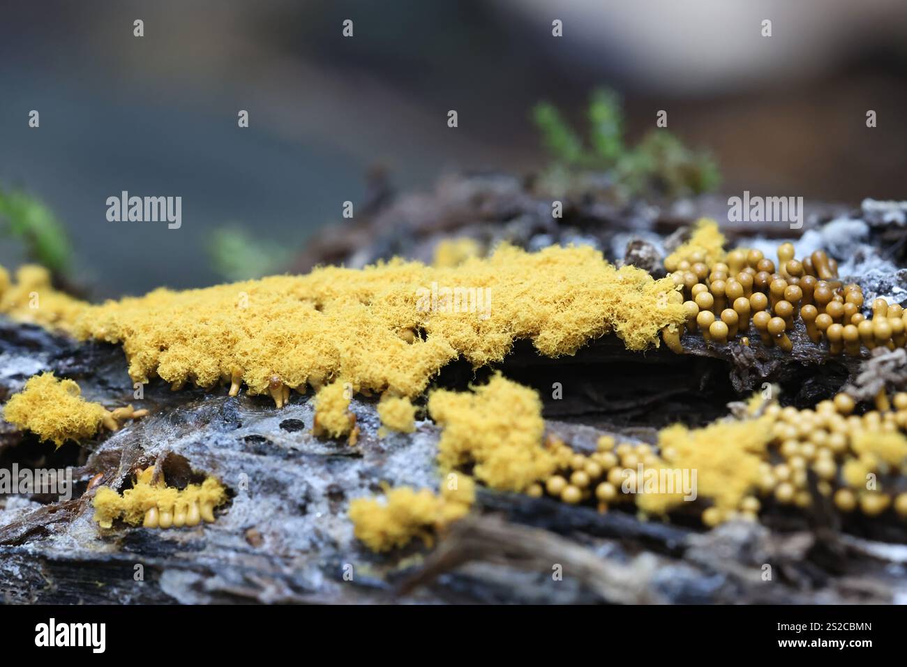 Oligonema favogineum, also called Trichia favoginea, a slime mold from ...