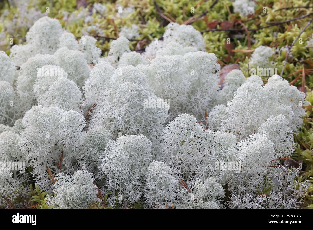 Cladonia stellaris, commonly known as Star-tipped Reindeer Lichen, food ...