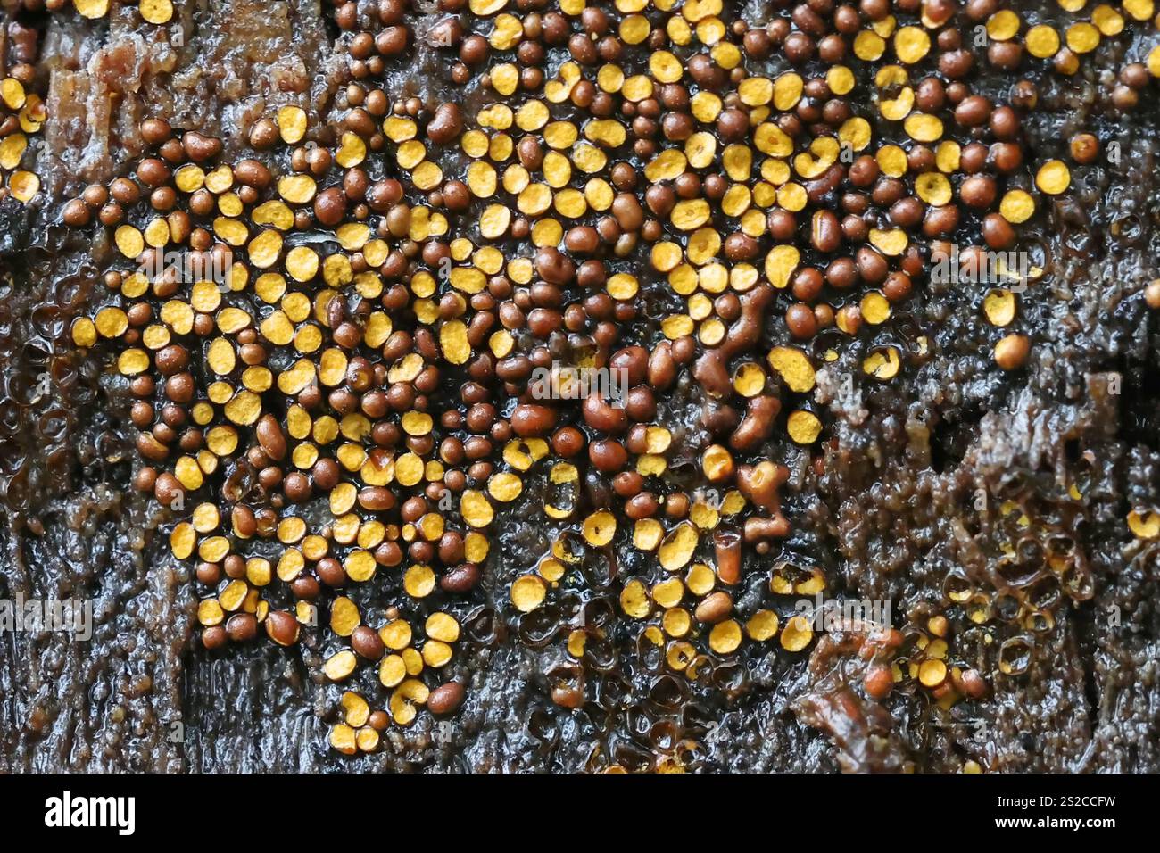 Perichaena corticalis, slime mold growing on bark of common aspen in ...