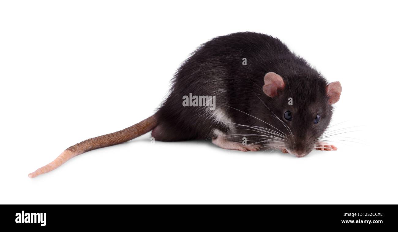 One rat on white background. Cute rodent Stock Photo - Alamy