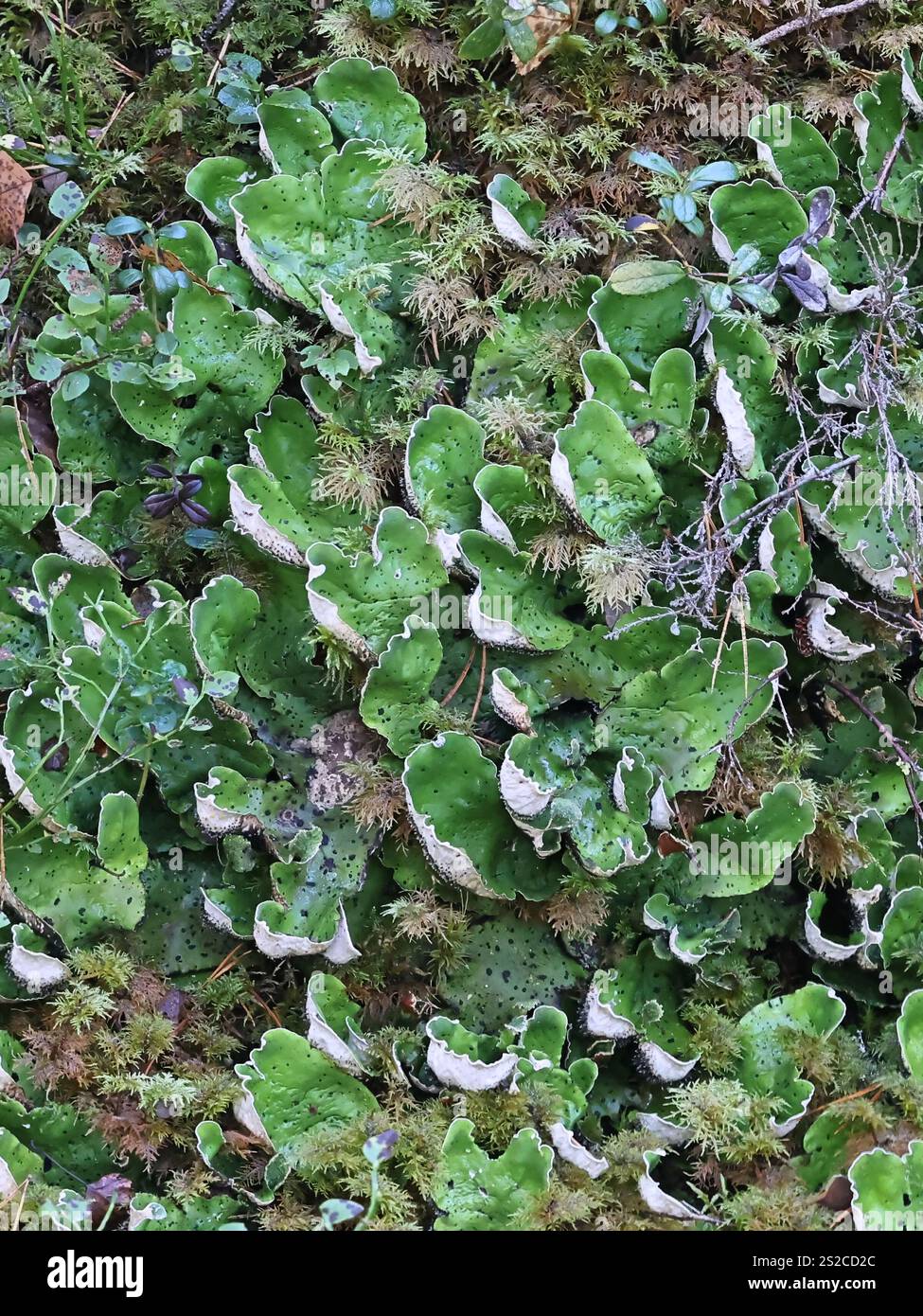 Peltigera aphthosa, commonly known as dog lichen, leafy lichen, felt ...