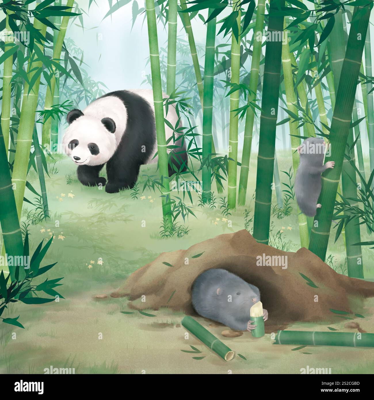 Rat de bambou hi-res stock photography and images - Alamy