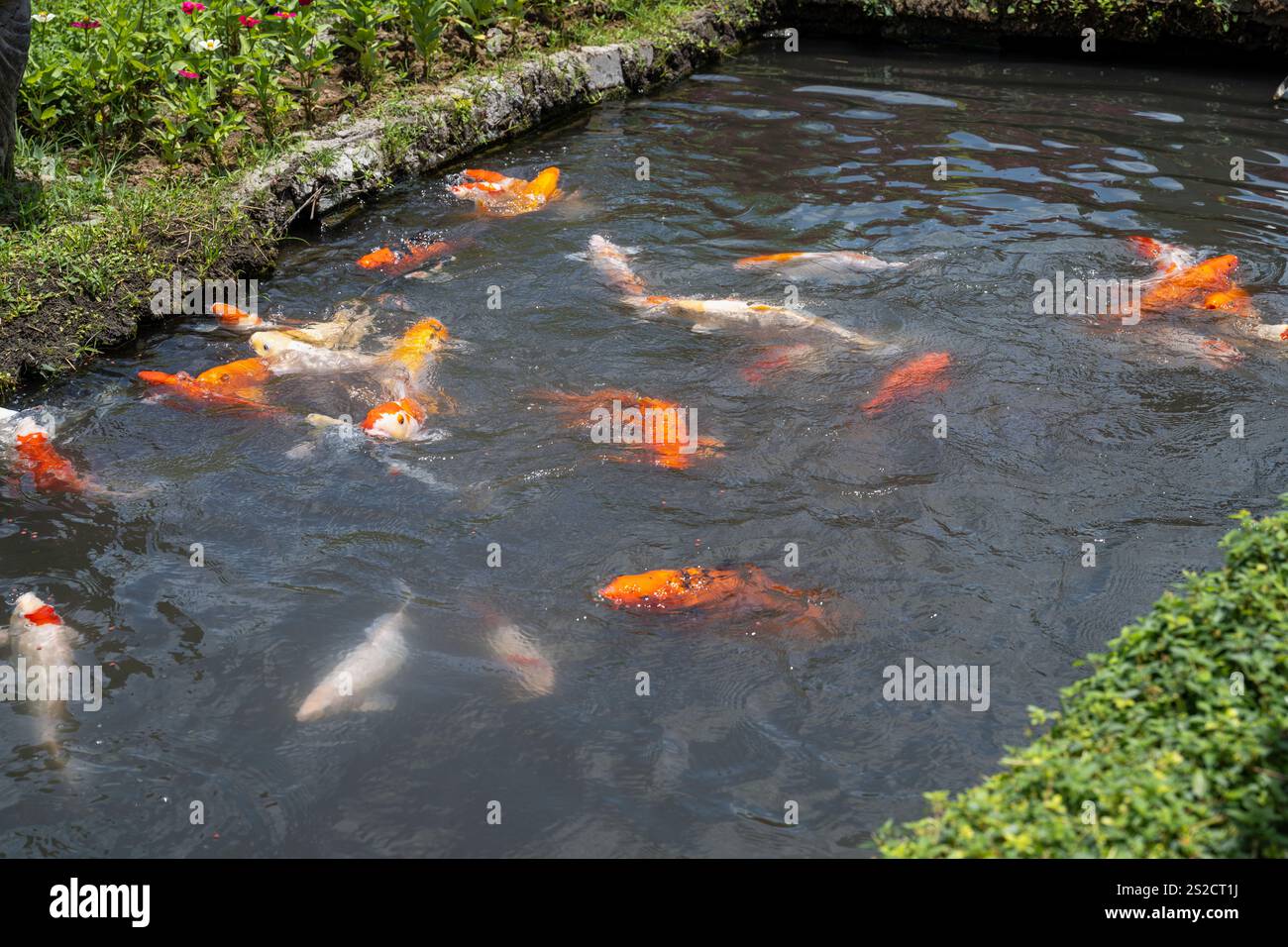 Bali, Indonesia - October 22, 2024: Koi fish with black background, koi ...