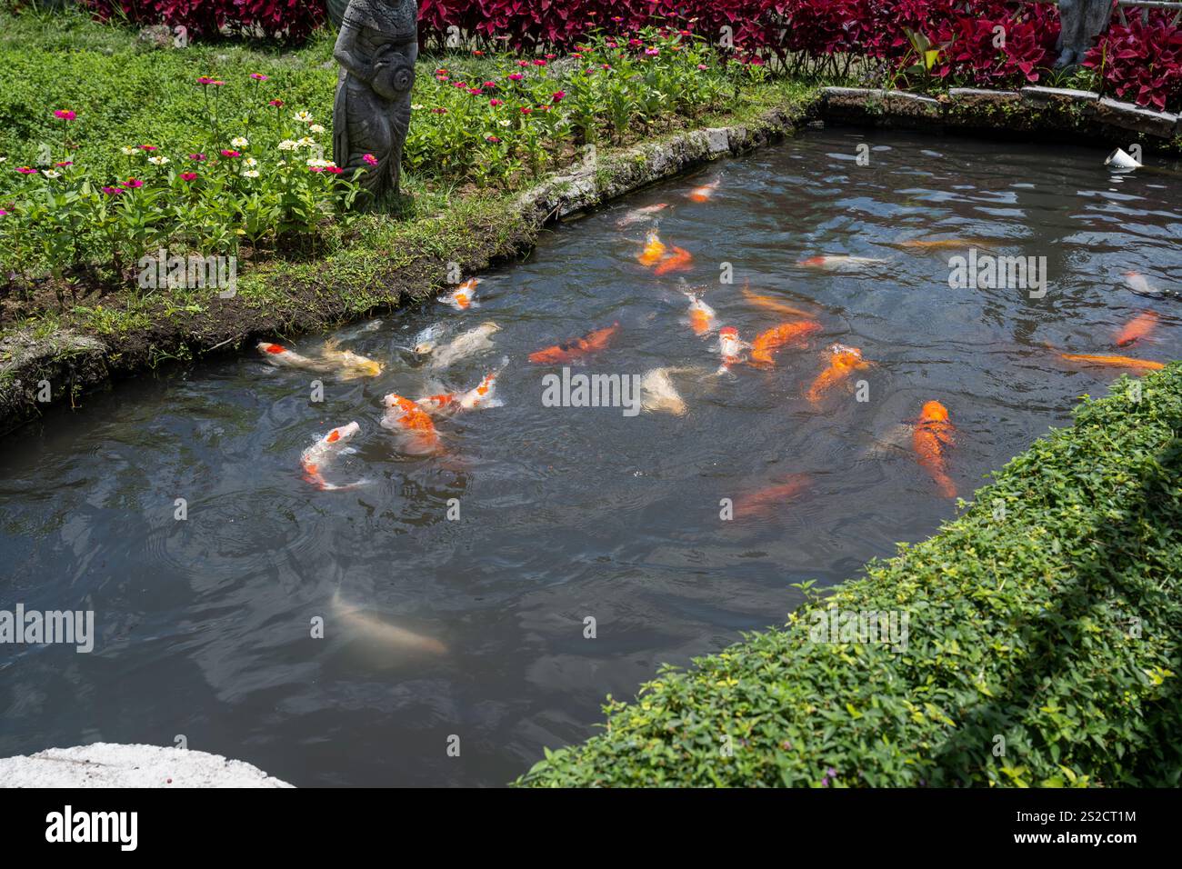 Bali, Indonesia - October 22, 2024: Koi fish with black background, koi ...