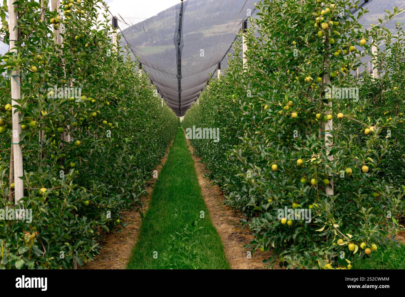 Industrial apple orchards with neatly arranged trees, showcasing large ...